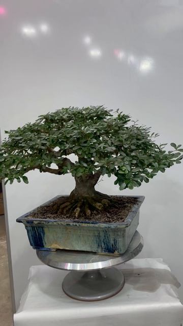 Дисмодиум #1 35*50*35