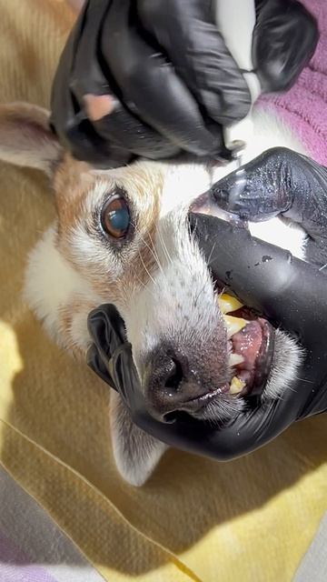 Ежегодная чистка зубов прошла успешна 🦷