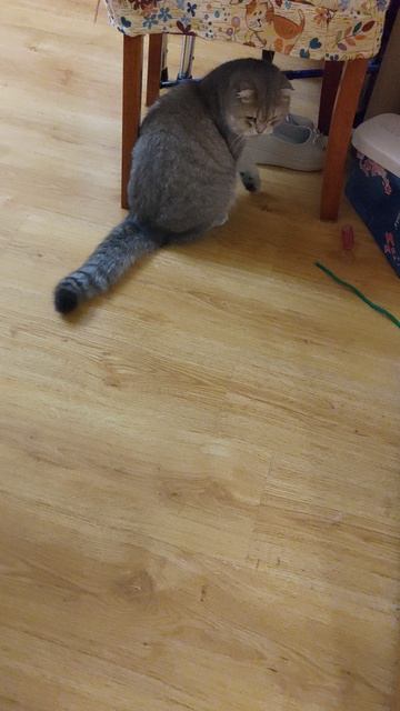 Микис  и новая игрушка