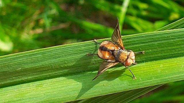 Фазия пёстрая, или ежемуха толстокрылая (Ectophasia crassipennis)