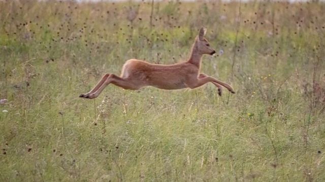 "АВГУСТ"... (Фото Артёма КАРПОВА (Самара), музыка Сергея ЧЕКАЛИНА (Москва))