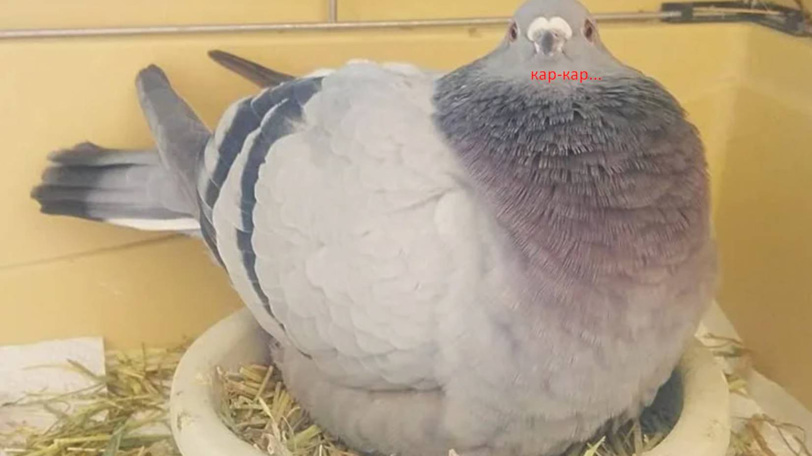 *Сумасшедший голубь* МЧС Голубинской области ОЧЕНЬ ВАЖНО ( + запись )