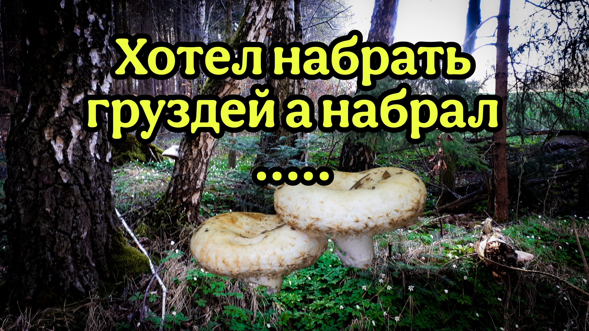 Грибы. Хотел набрать груздей а набрал....