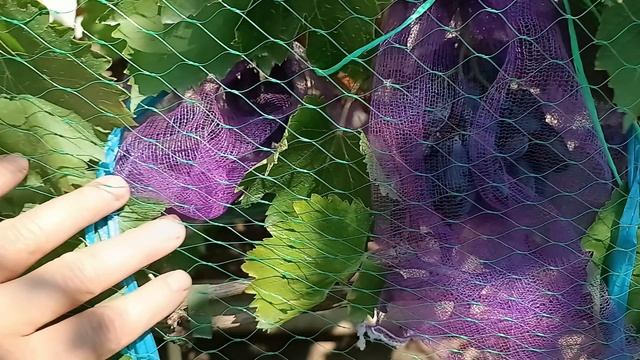 г.ф. Днепровский сувенирКалугина В.М. на 03.09.2025 года