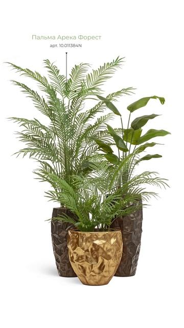 Как создать стильную композицию со стрелицией и пальмой?! #дизайнинтерьера #garden #plants