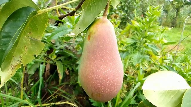 Груша Талгарская красавица из Талгара