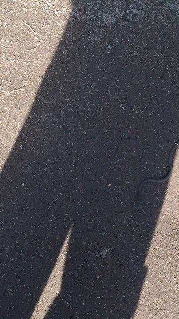 спасаем ужика от машин