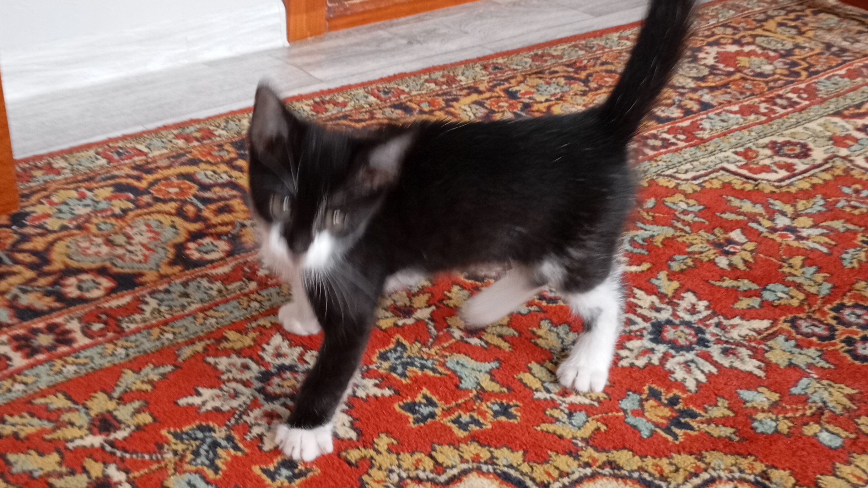 как сделать себе командный блок  на телефоне