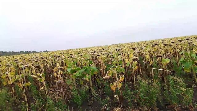 Родная деревня.