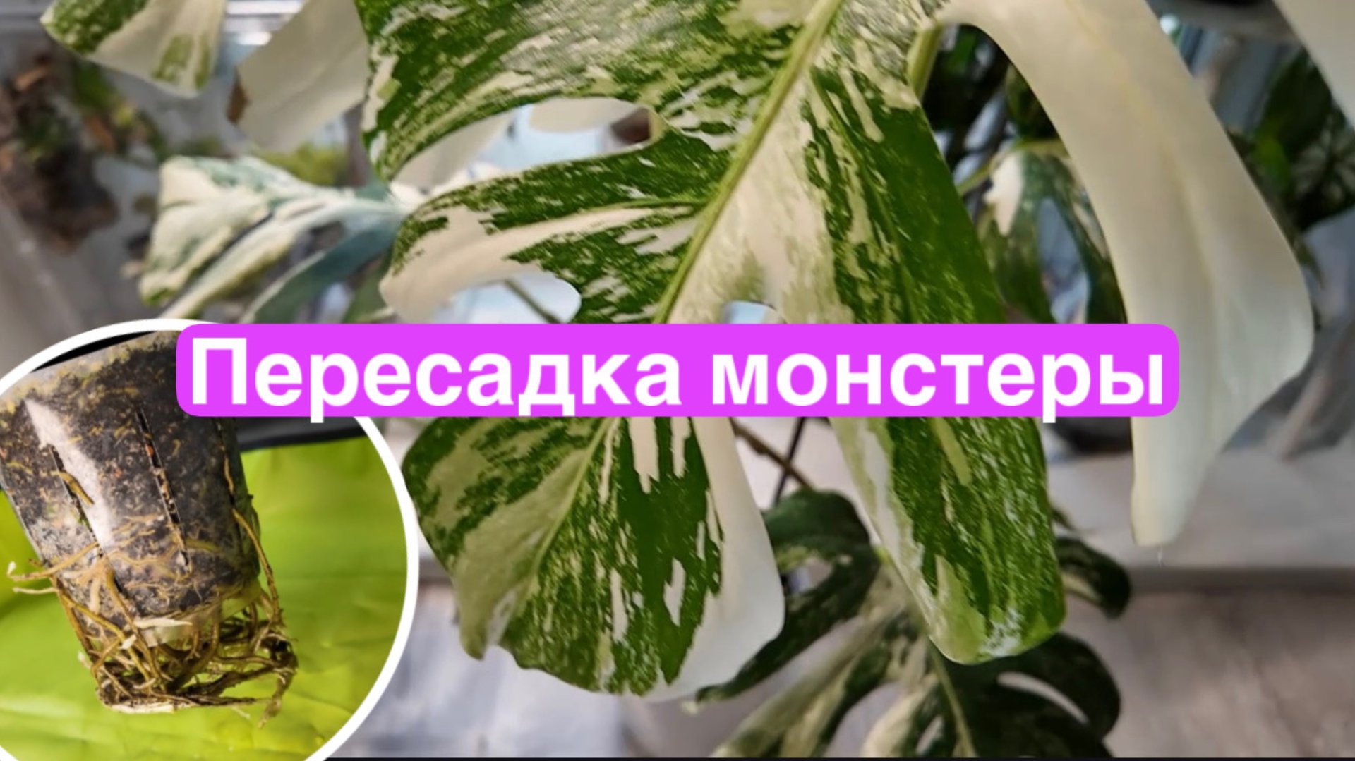 Пересаживаю монстеру Альбу с увеличением горшка