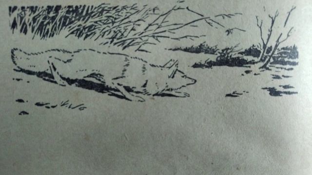 Лисица. Н.А. Зворыкин (охота нагоном, скрадом, с гончей, с борзыми, на манок, капканом, в норах)