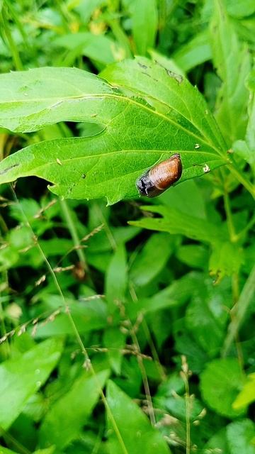 Улитки на прогулке..Про тех кто живёт рядом..