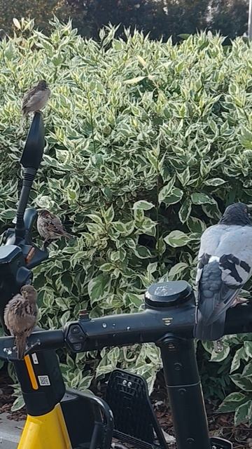 Птицы облюбовали электросамокаты