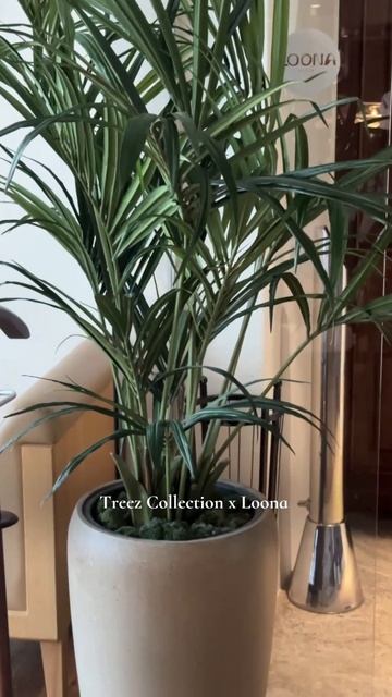 Treez х Loona: итальянский уют в каждом кашпо