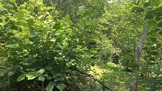 Прогулка по Уреки (Грузия, поиски смотровой площадки с видом на Уреки) 10.07.2025