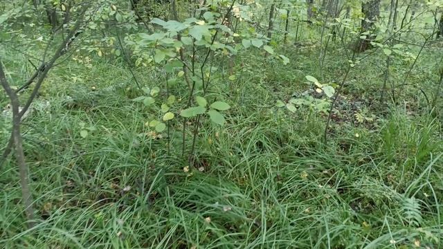 Грибная охота в Муромских лесах.