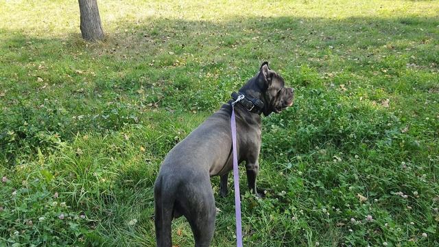 Первые два года жизни моего кане-корсо! Подвожу небольшие итоги!