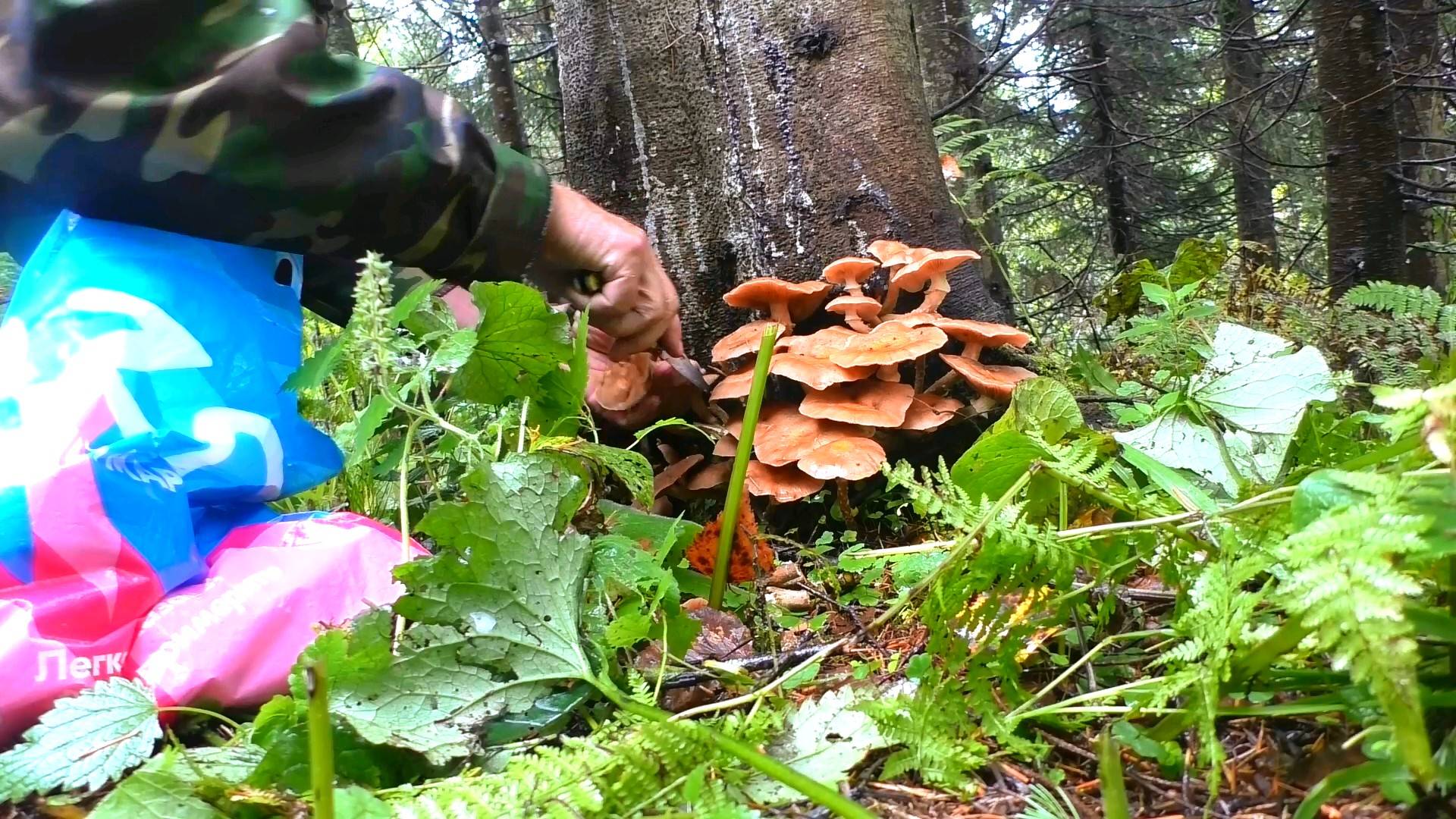 На машине за грибами