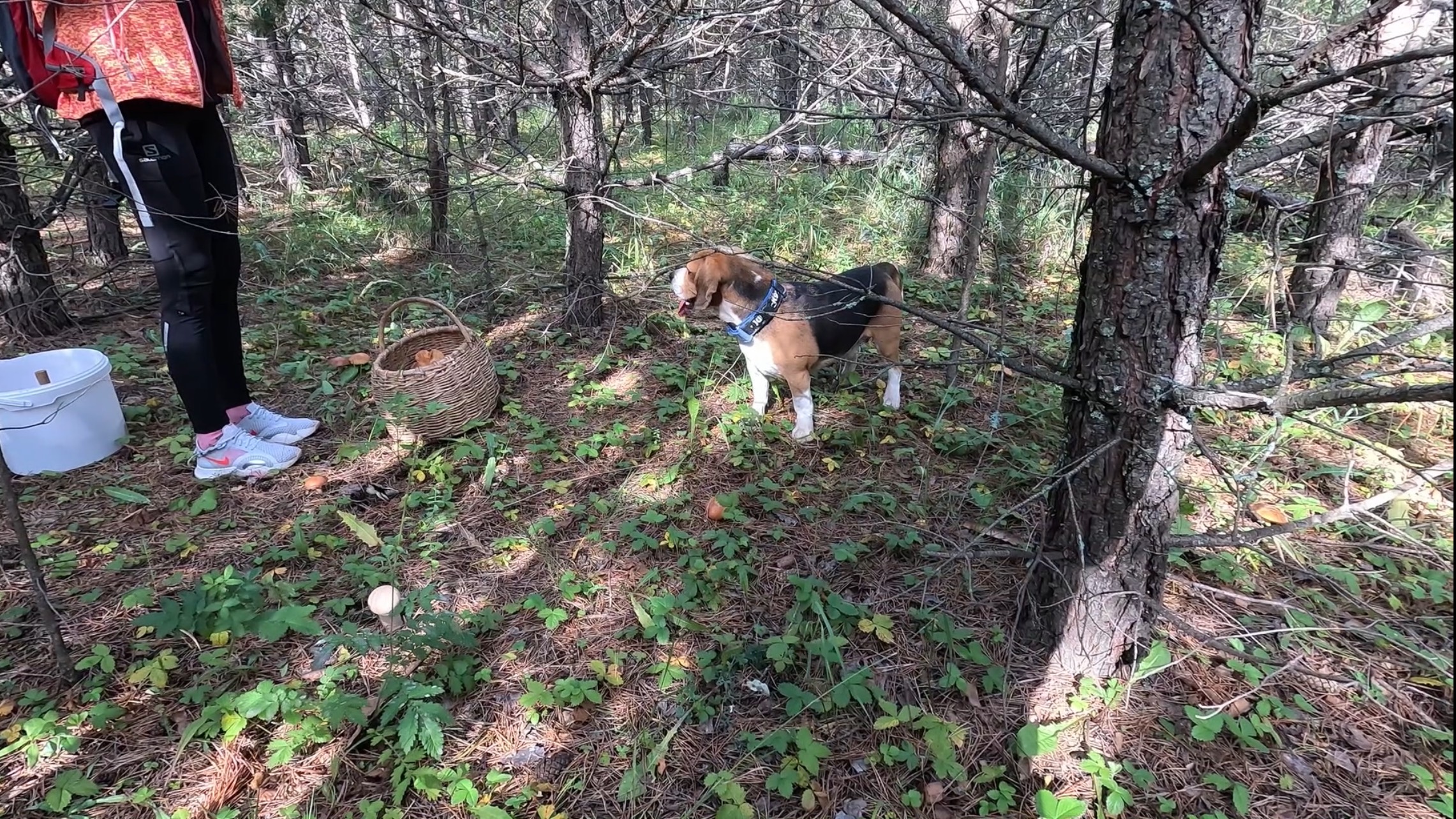 Тихая охота с биглем в лесу. Начинаем сезон грибов!