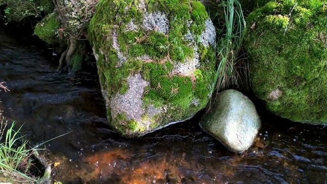 Игорь Скерцо - Речка и озеро, Ленинградская область, Сентябрь 2025 г.