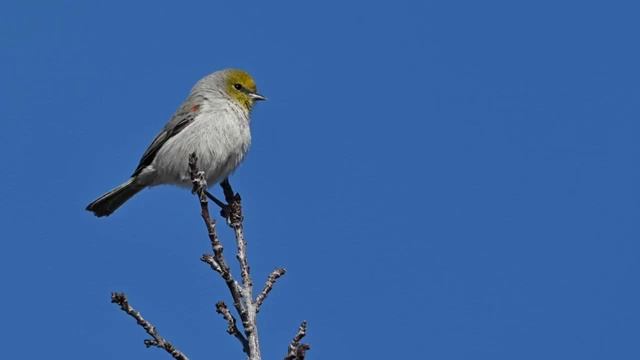 Обсуждение темы Практическое применение реформы здоровья по вере