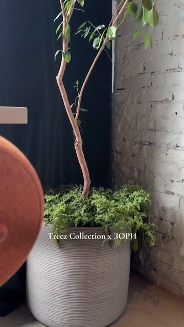 Treez и «ЗОРИ»: зелёный ритм в Столярном переулке ✨