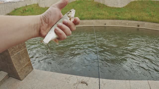 Крупный елец клюет в самом центре Томска.