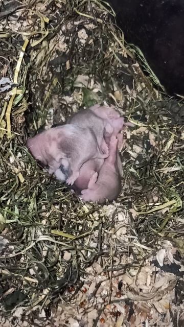 #новорожденные_хомячки 03/09/25 #сирийский_хомяк