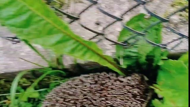 Ёжик в гости приходил.. Про тех кто живёт рядом..