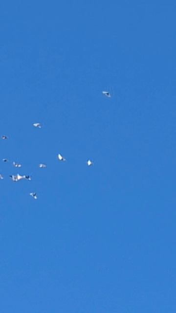 Мурмурация))