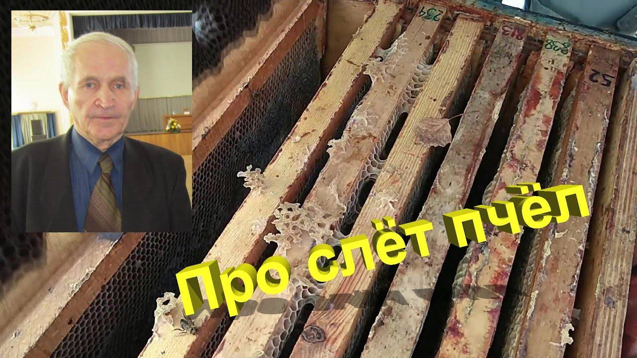Слёт пчёл: Научный анализ и причины явления | Проф. В.Г. Кашковский