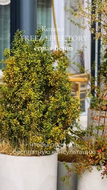 Оформление входной группы может быть разным, но дизайнерские кашпо — только из @TREEZ_Collection