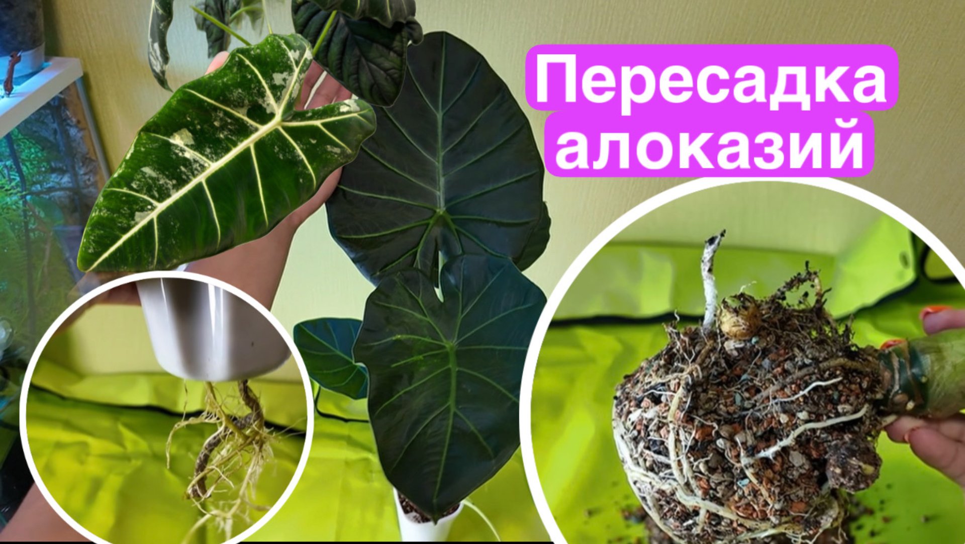 Пересаживаю алоказии Регал Шилдс и Фрайдек вариегатную