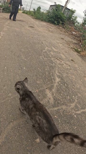 КОТЯ предал