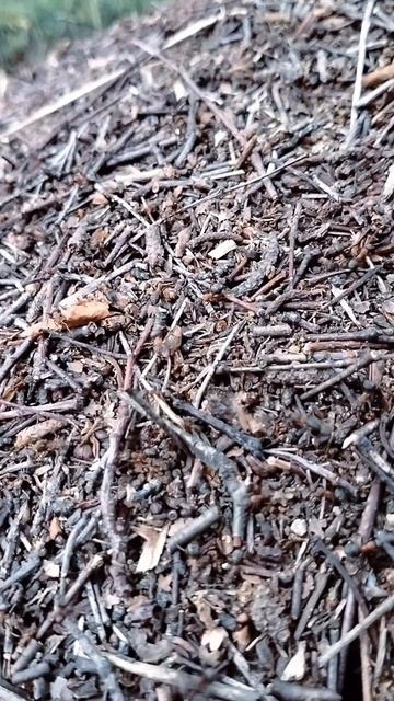 Какие они забавные эти муравьи..