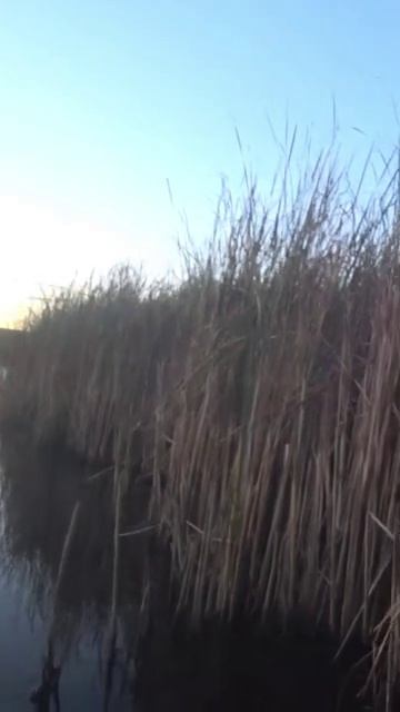 Налет селезня #shorts