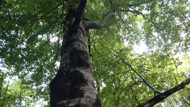 Савранская канатка, Адыгея, 2025