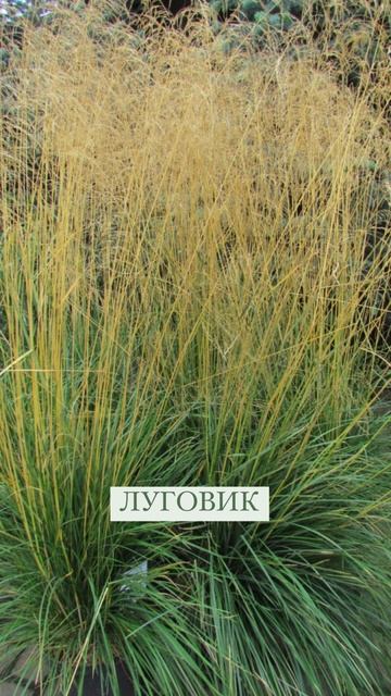 ЗЛАКИ В ВАШЕМ САДУ