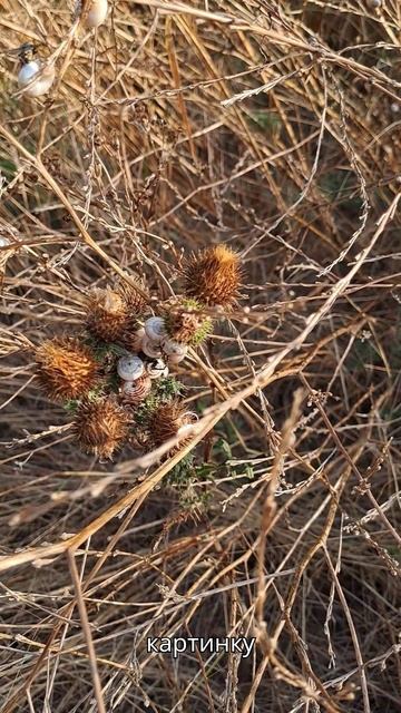 Высасывая энергию паразиты часто бывают очень красивы