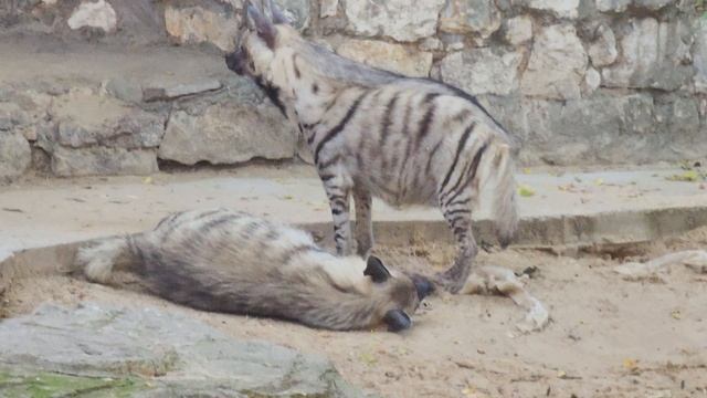 Гиены нежатся