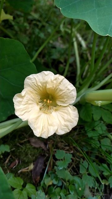 3.9.25 Настурция Йети