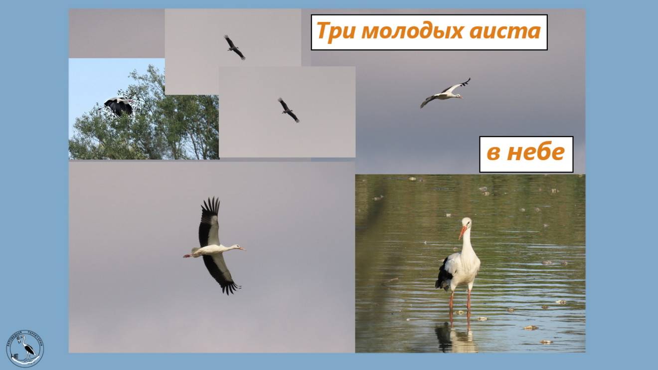 Три молодых аиста в небе, учатся парить. Красота летящих птиц завораживает. 03.09.25