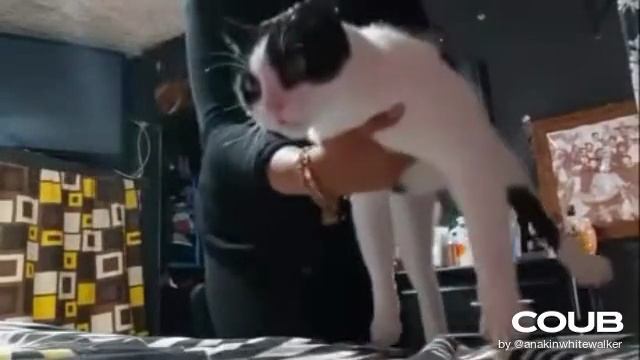 Польский кот(локальный мем)