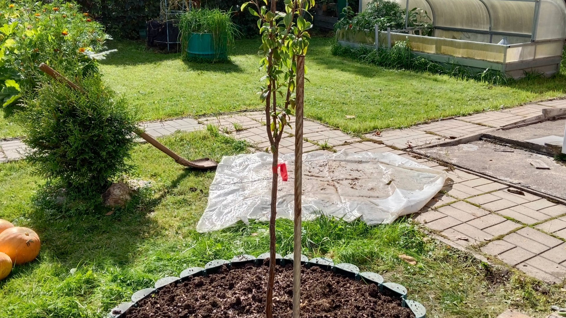 Шарафуга посадка саженца