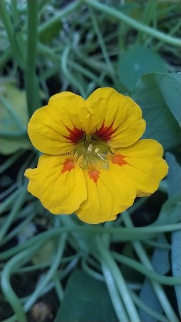 3.9.25 Настурция Девичья краса