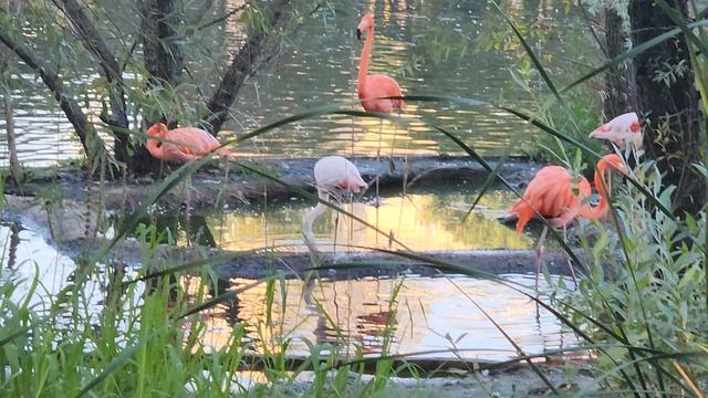 Розовые фламинго