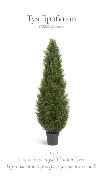 Чтобы было красиво: правильно расправляем тую