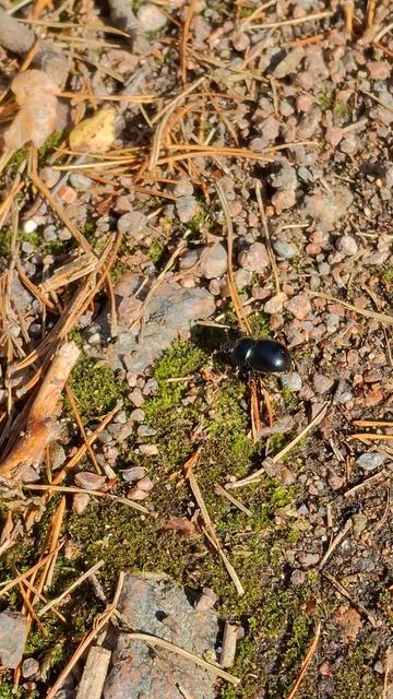 двигло не заводится