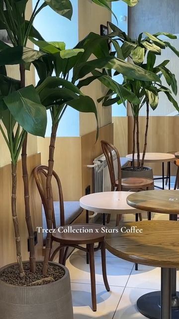Treez в Stars Coffee: когда хороший день начинается не только с чашки кофе ☕️