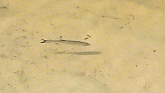 А вот и рыбка.. Про тех кто живёт рядом..